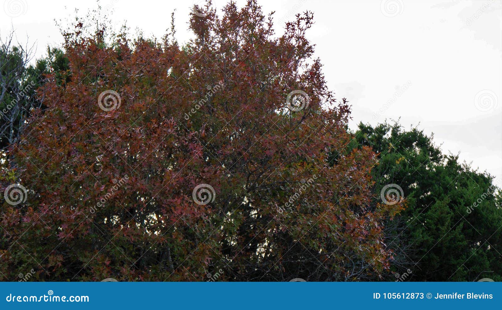 Autumn Tree Line stock image. Image of abstract, foliage - 105612873