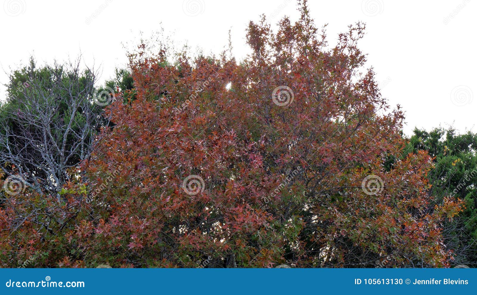 Autumn Tree Line stock photo. Image of brown, colorful - 105613130