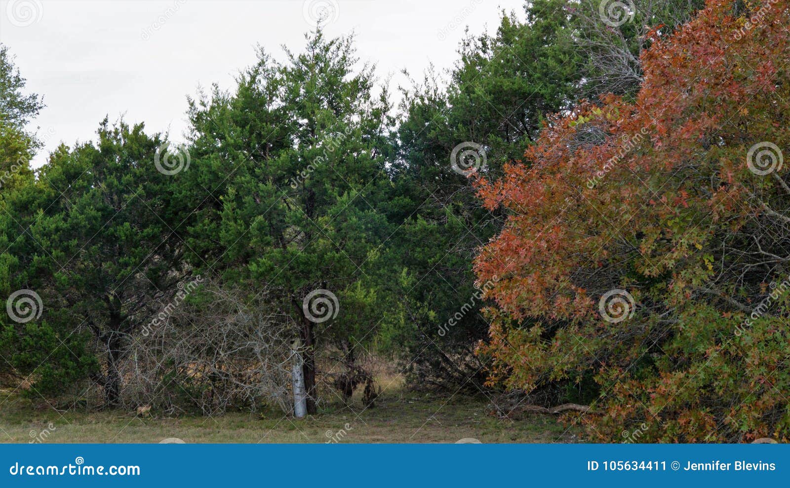 Autumn Tree Line stock image. Image of light, brown - 105634411