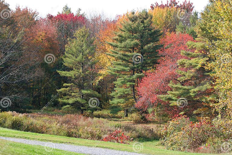 Tree line of Fall colors stock photo. Image of pines, trees - 1399968