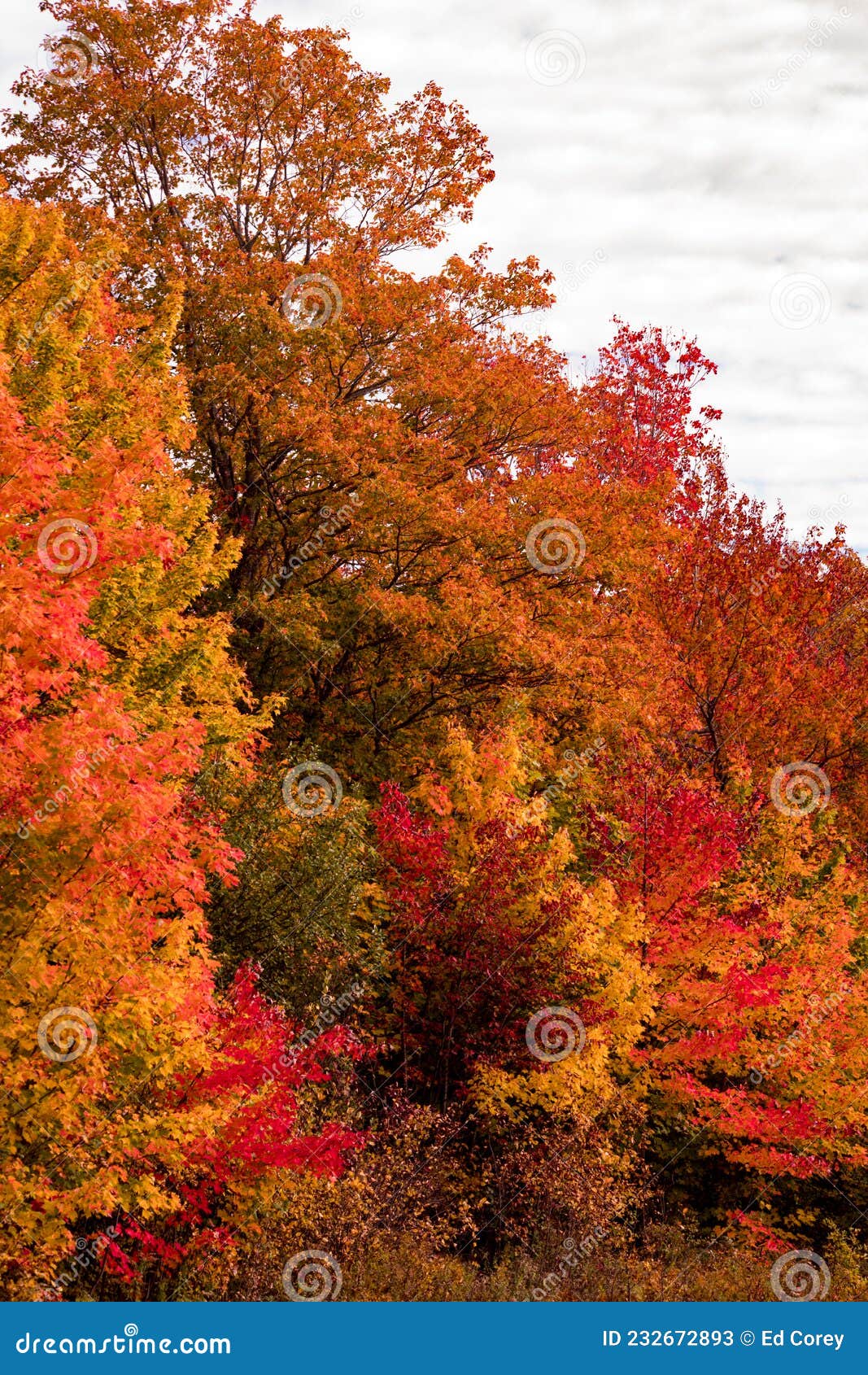Tree line in Fall Colours stock image. Image of colour - 232672893