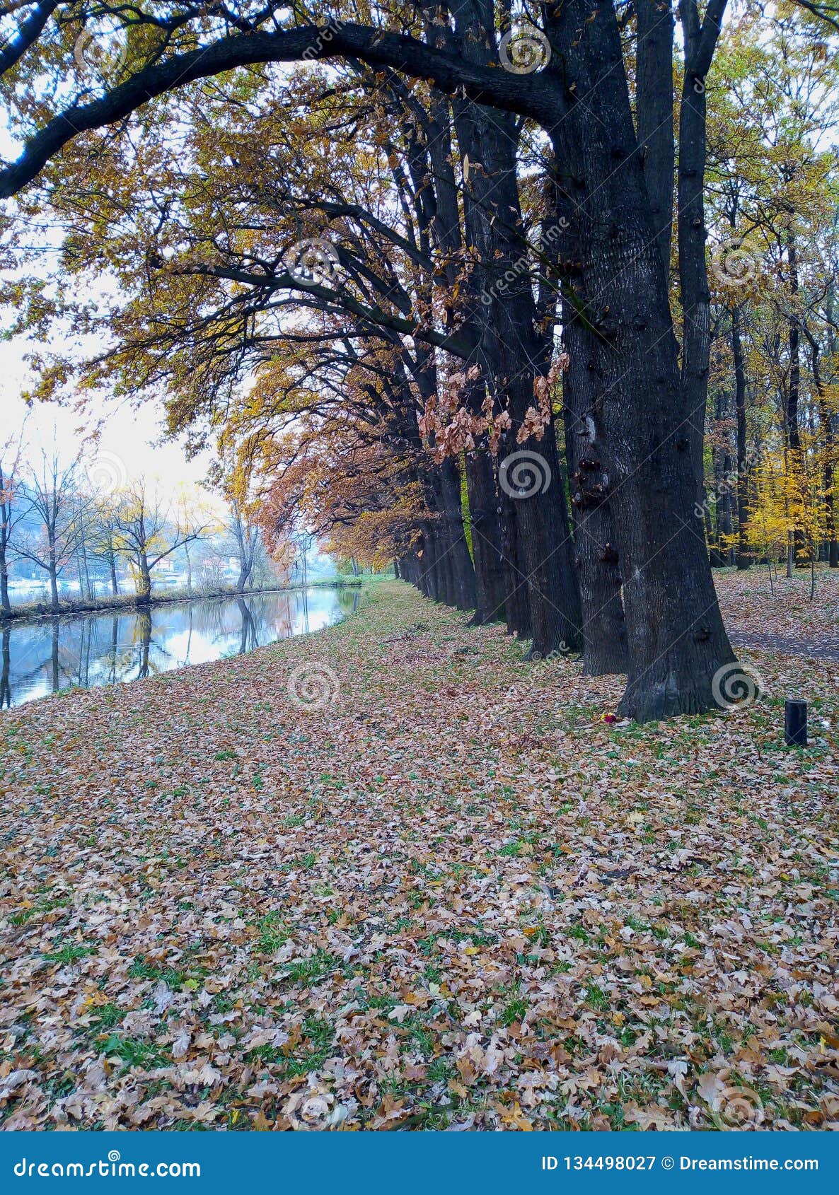 Tree line fall in the park stock image. Image of line - 134498027