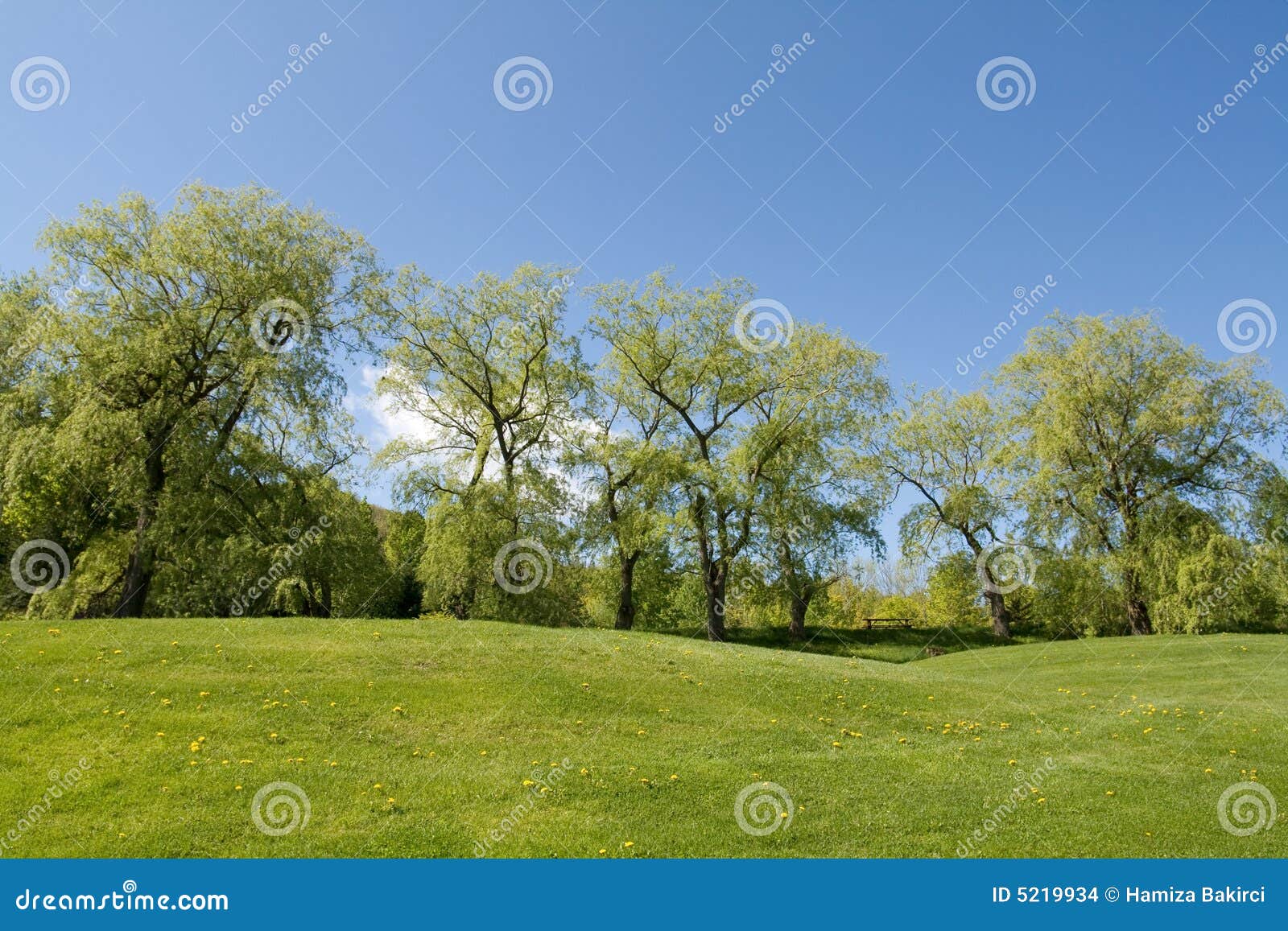 Tree line on hill stock photo. Image of field, meadow - 5219934