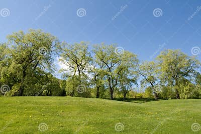Tree line on hill stock photo. Image of field, meadow - 5219934