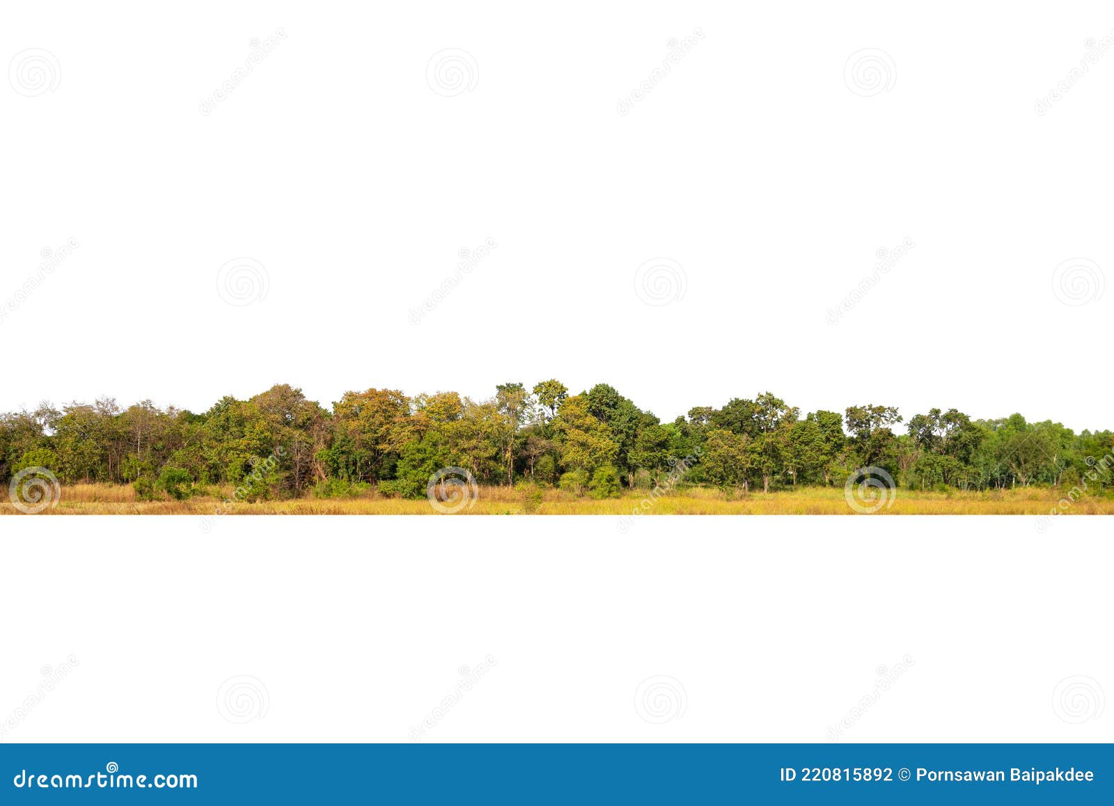 Tree Line Isolated on a White Background, Stock Photo - Image of fresh ...