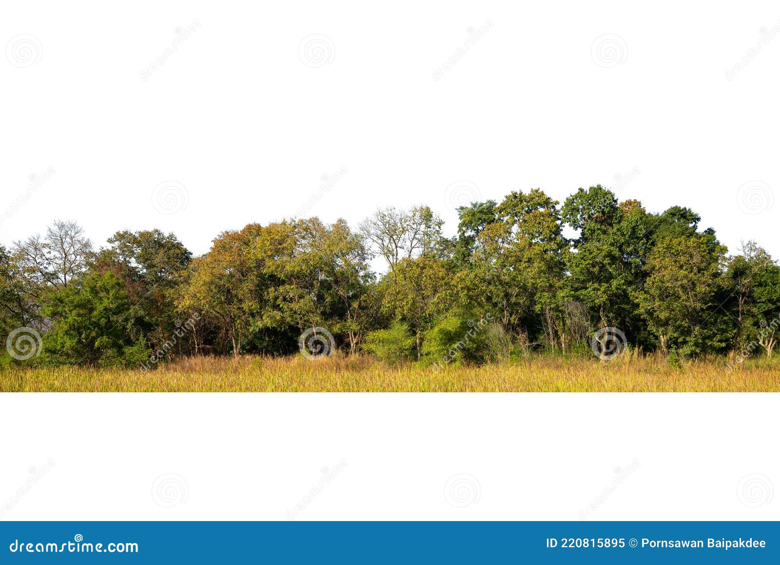 Tree Line Isolated on a White Background, Stock Image - Image of ...