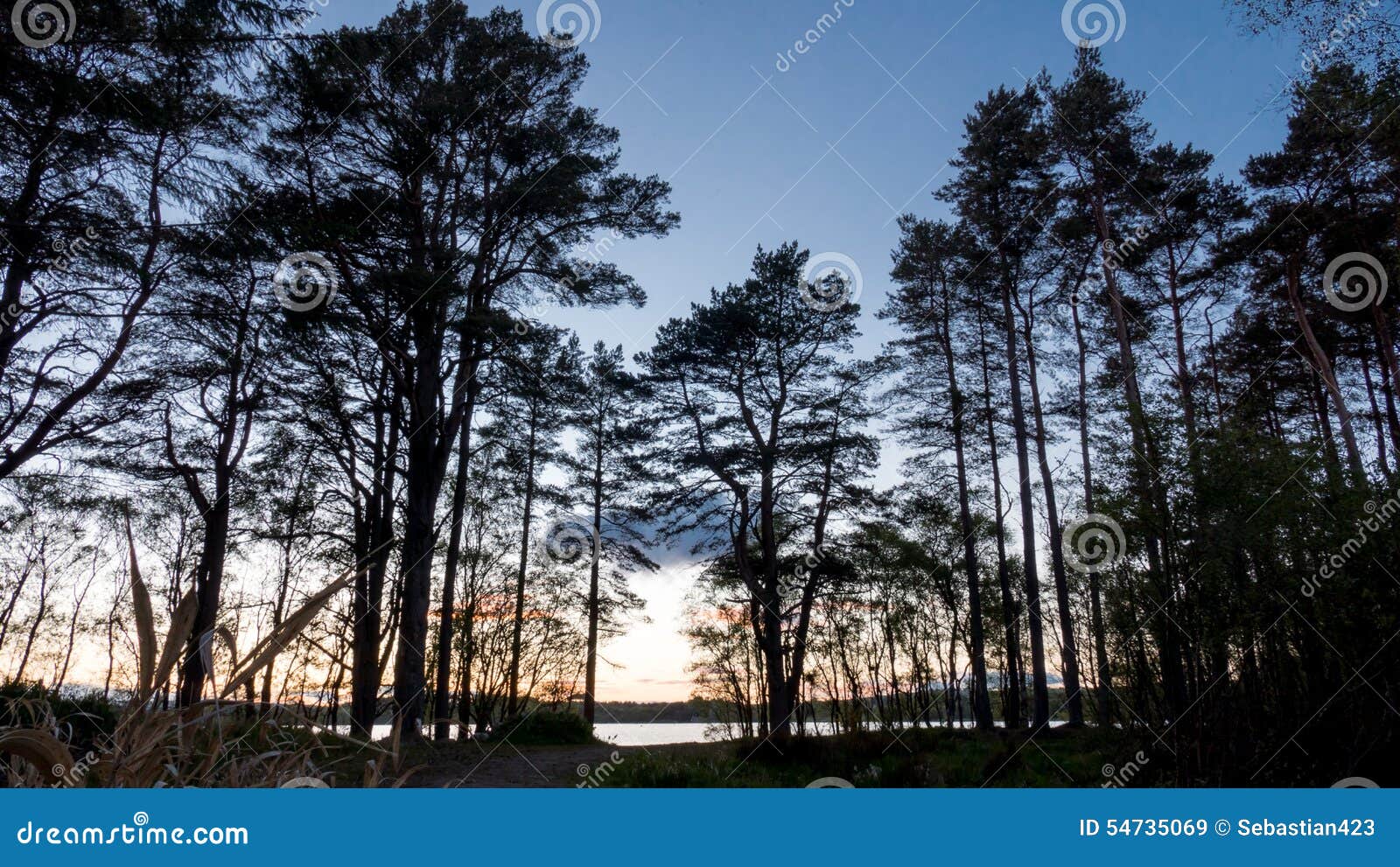Tree line with lake stock image. Image of lake, beautiful - 54735069