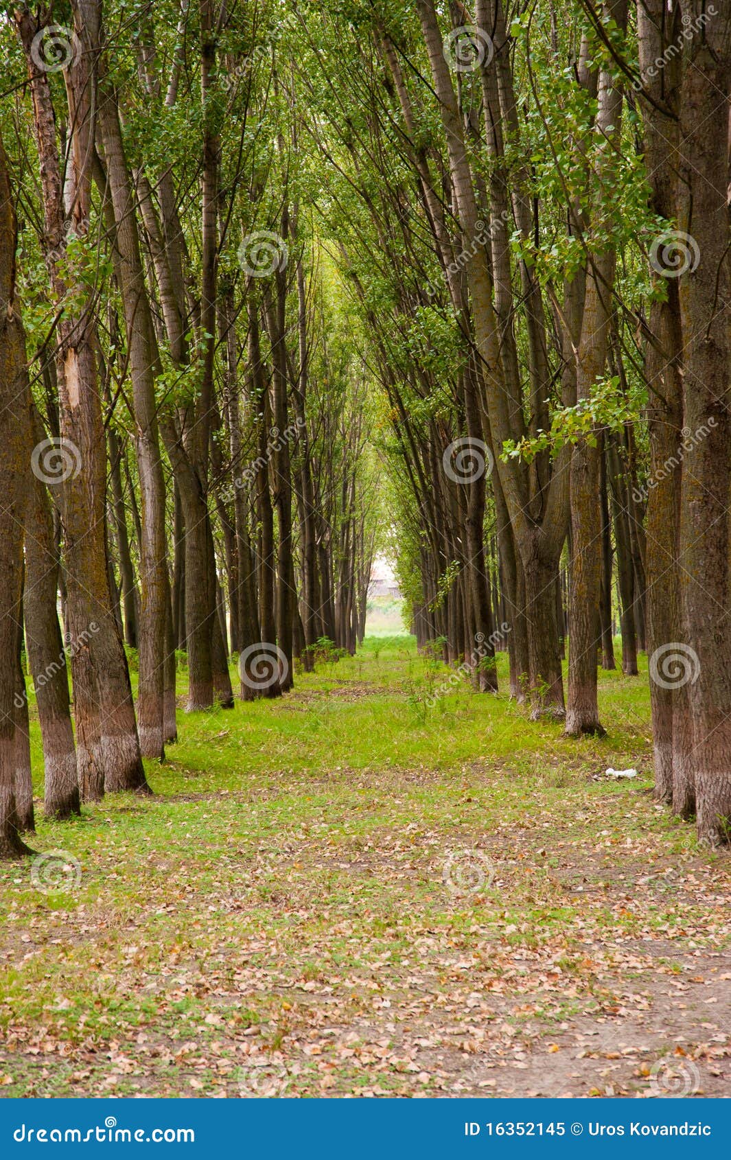 Tree line landscape summer stock image. Image of tranquil - 16352145