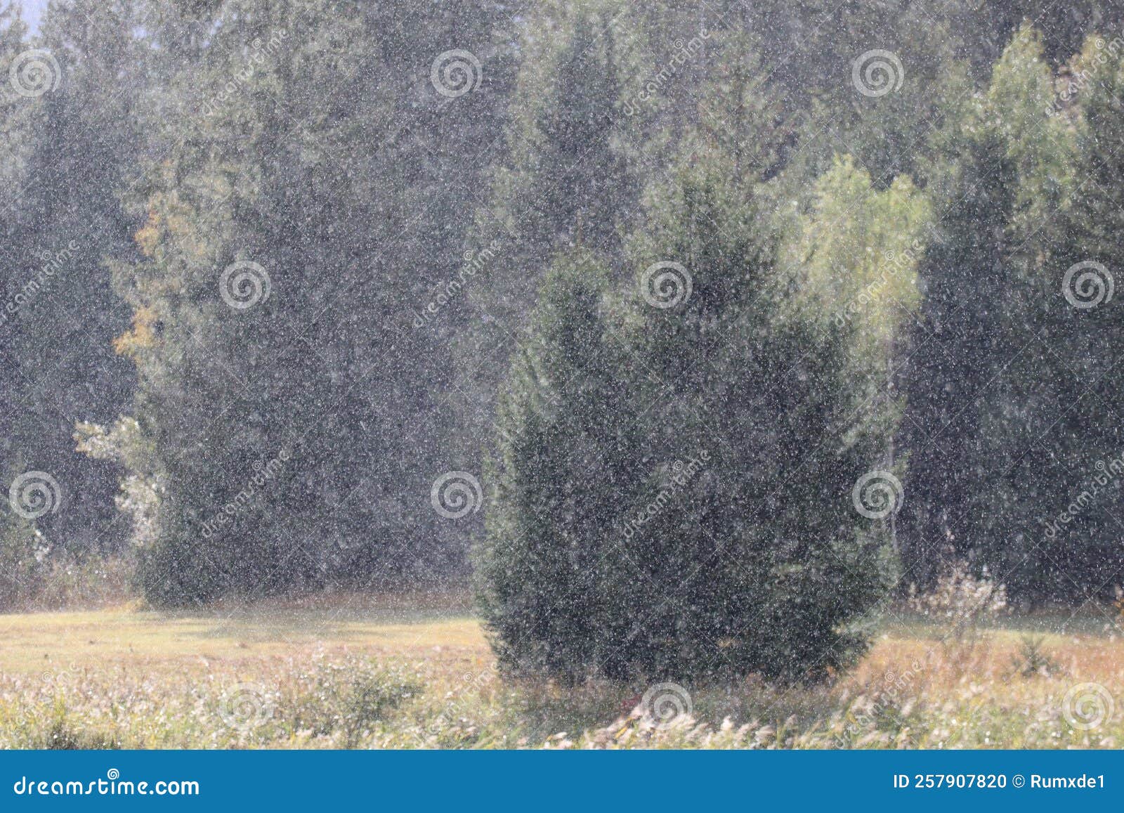 The Tree Line with Light and Rain Stock Photo - Image of line ...