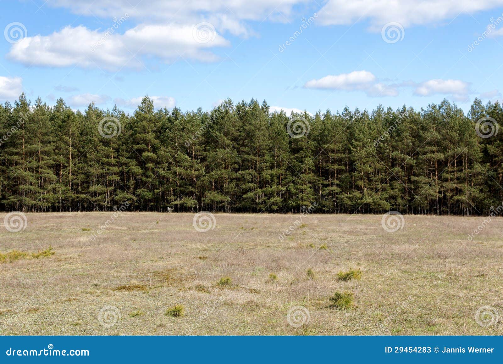 Tree Line at Meadow stock image. Image of countryside - 29454283