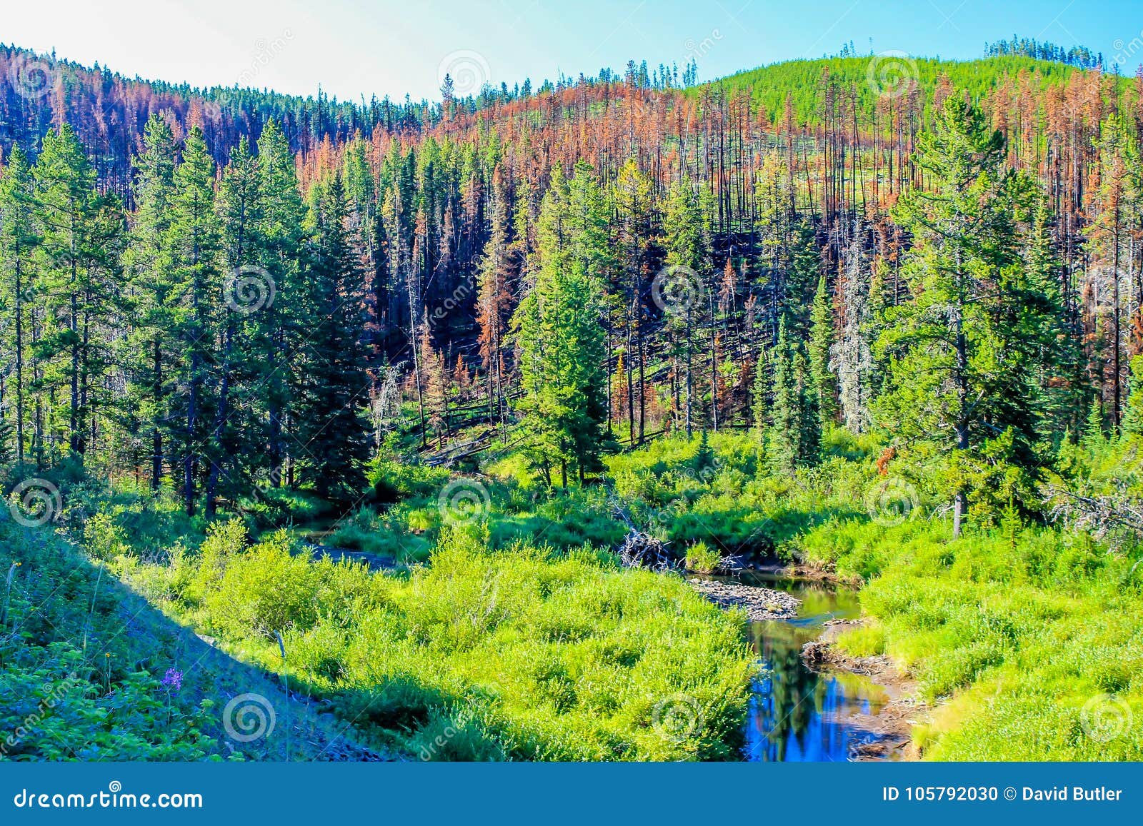 Tree line in the meadow stock photo. Image of tourism - 105792030