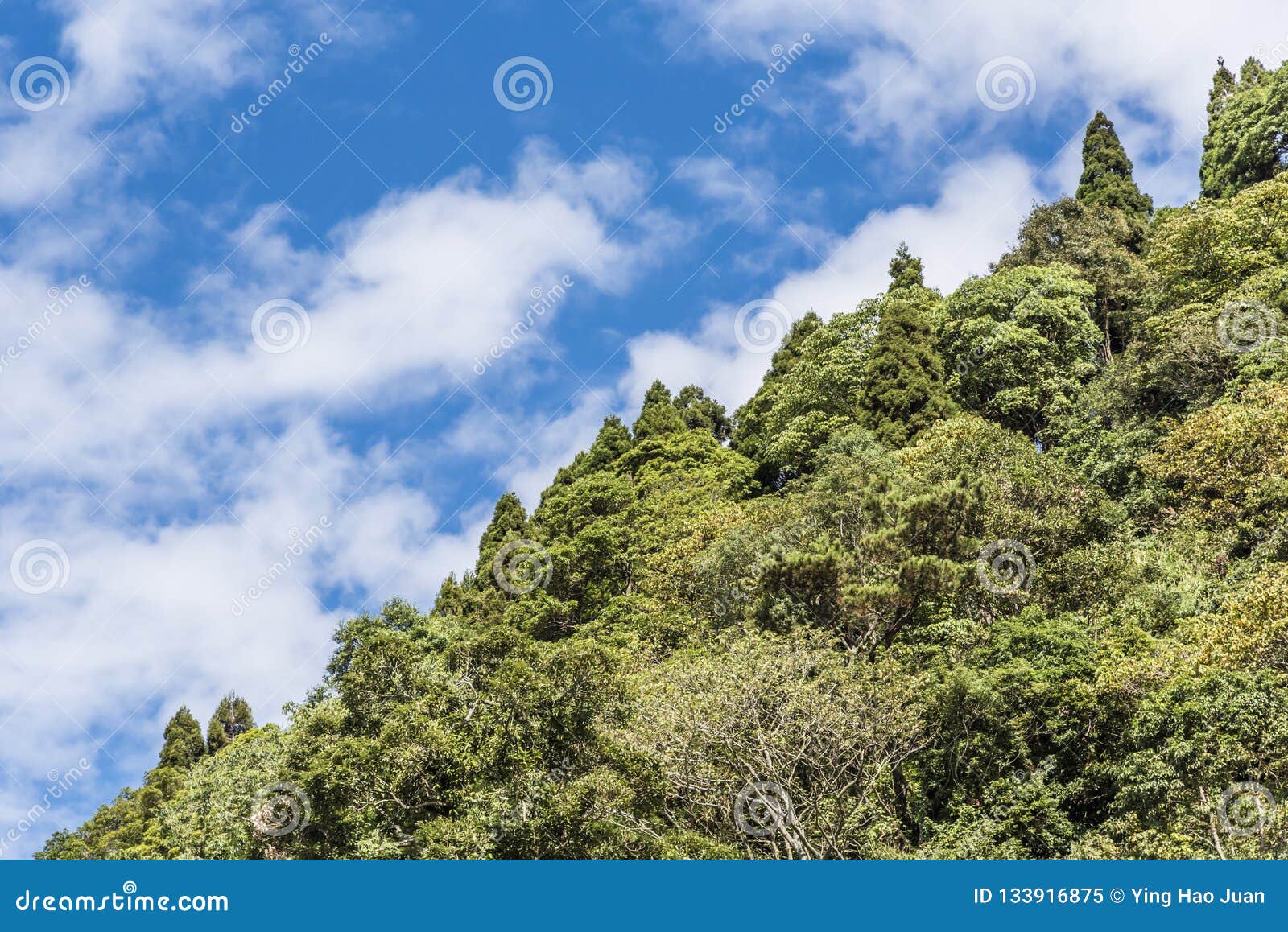 Tree line on a mountain stock image. Image of nature - 133916875