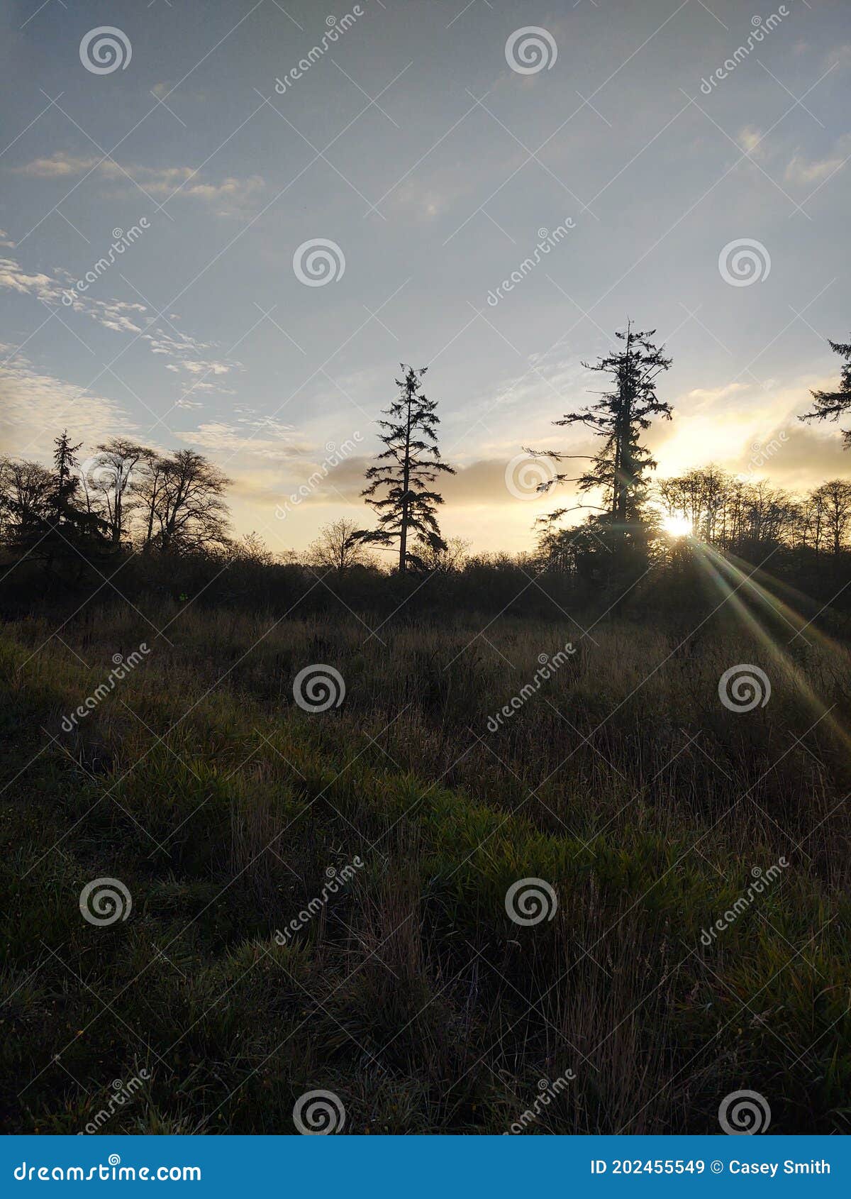 Tree Line stock image. Image of grass, dawn, sunlight - 202455549