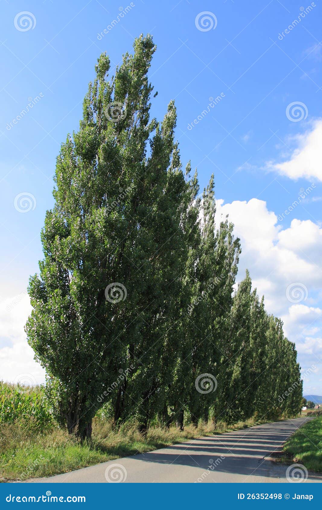 Tree Line of Poplar Trees with Shadows Stock Photo - Image of ...