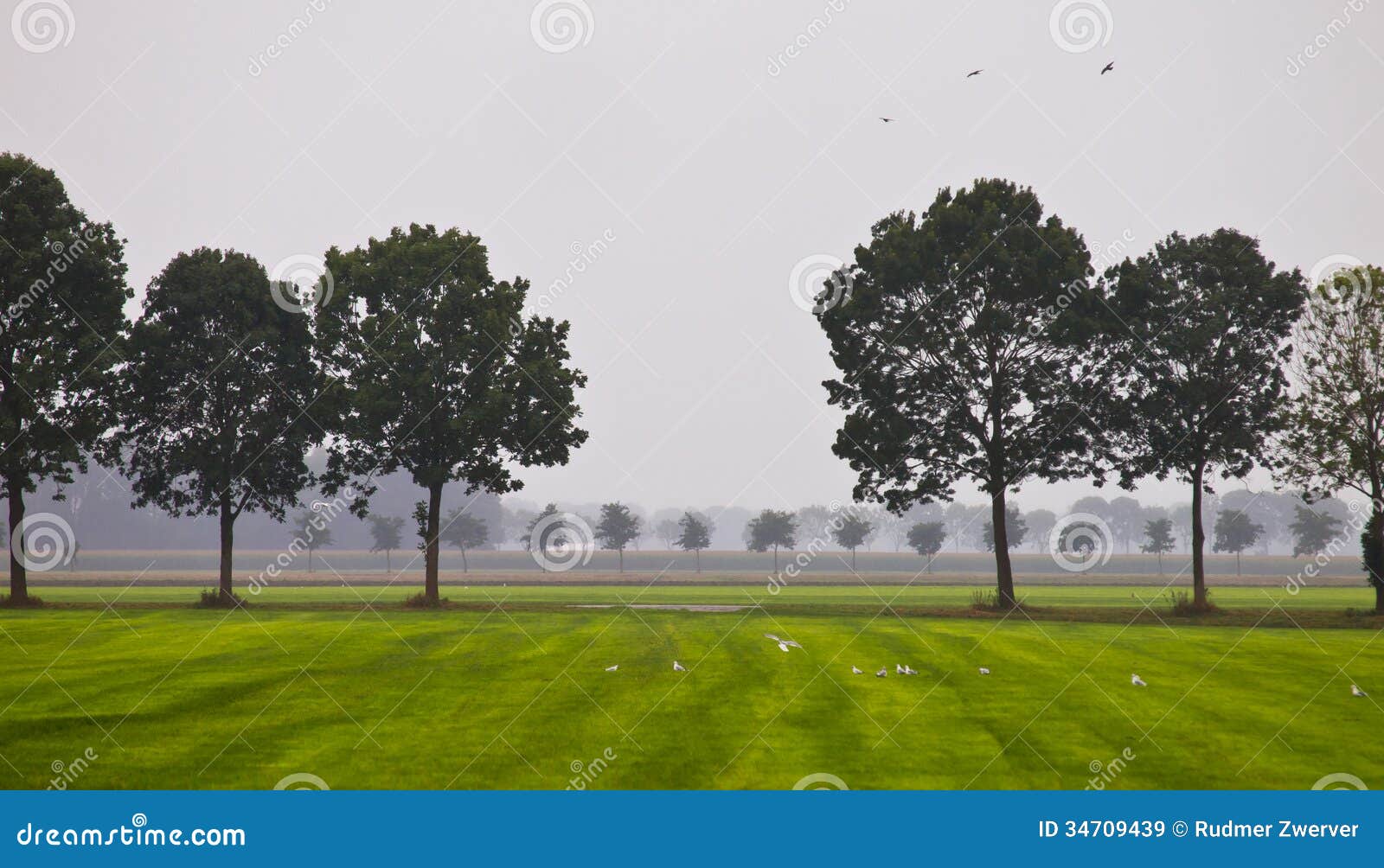 Tree line stock image. Image of field, countryside, land - 34709439