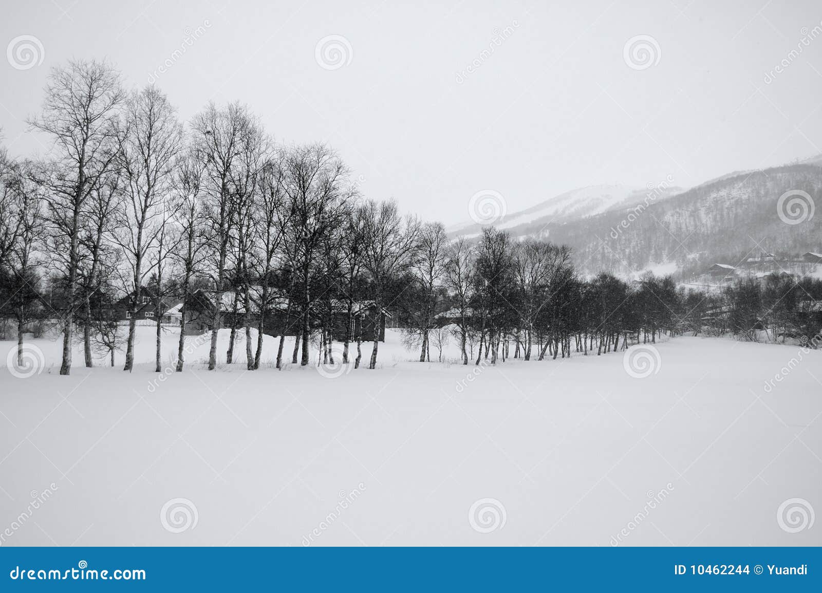 Tree line in snow stock photo. Image of winter, mountain - 10462244