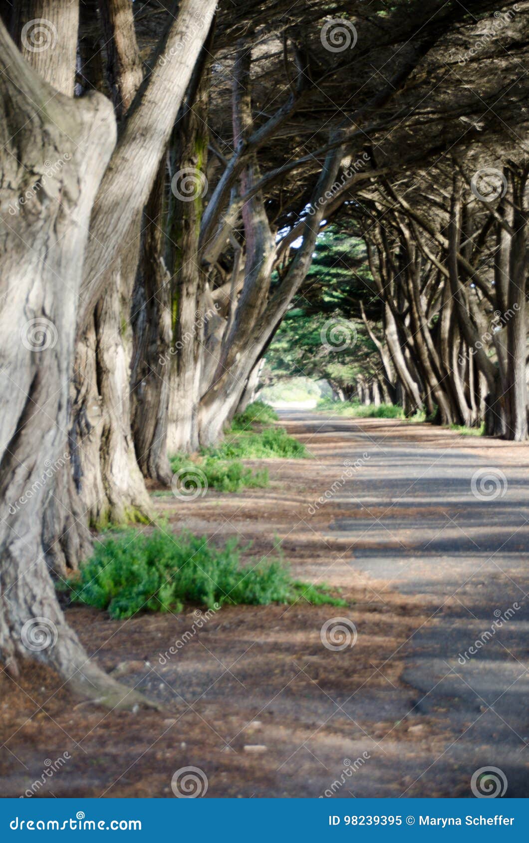 Tree line stock image. Image of sunrise, trunk, plantation - 98239395