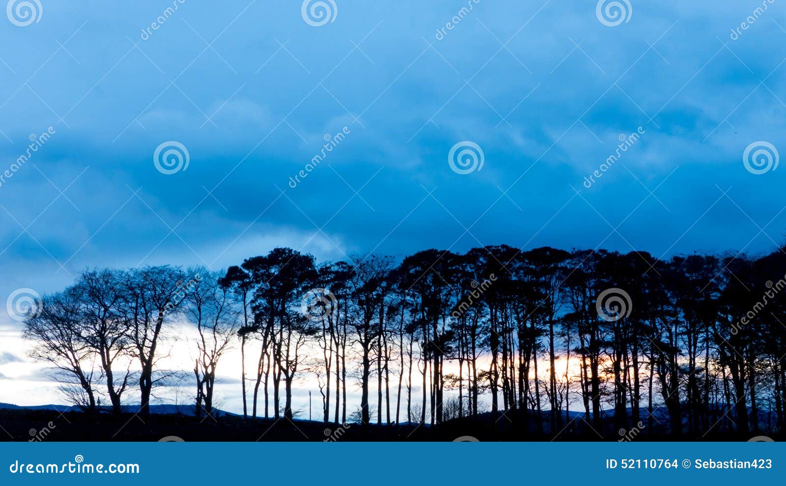 Tree line during sunset stock photo. Image of farm, tree - 52110764