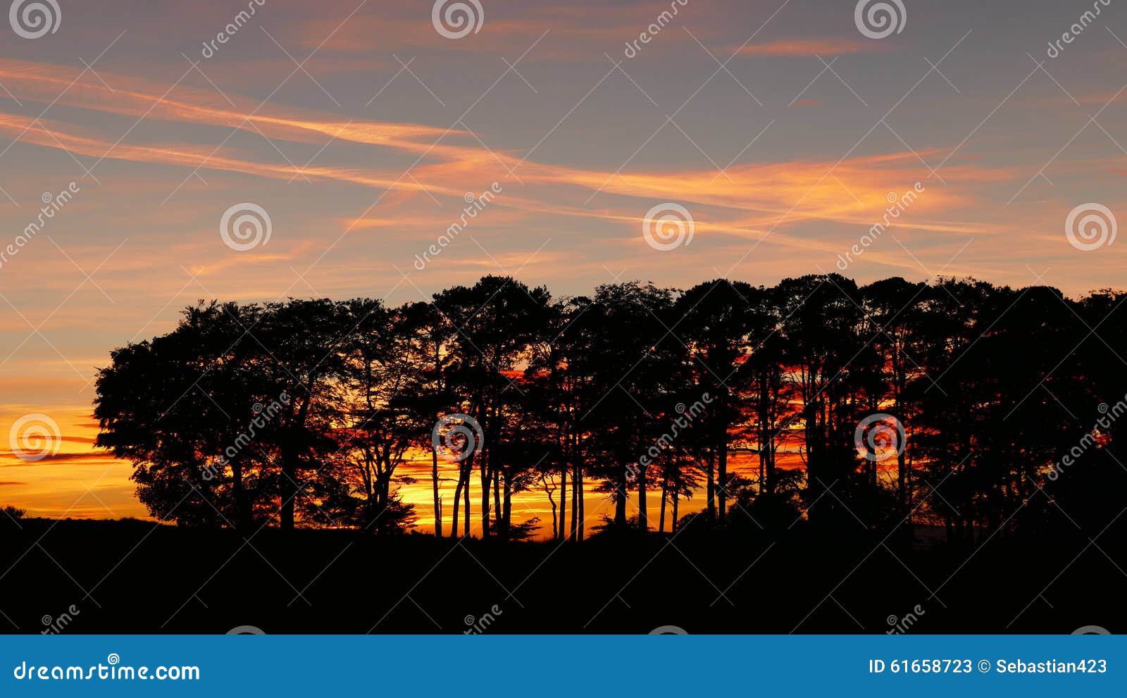 Tree line during sunset stock image. Image of scenery - 61658723