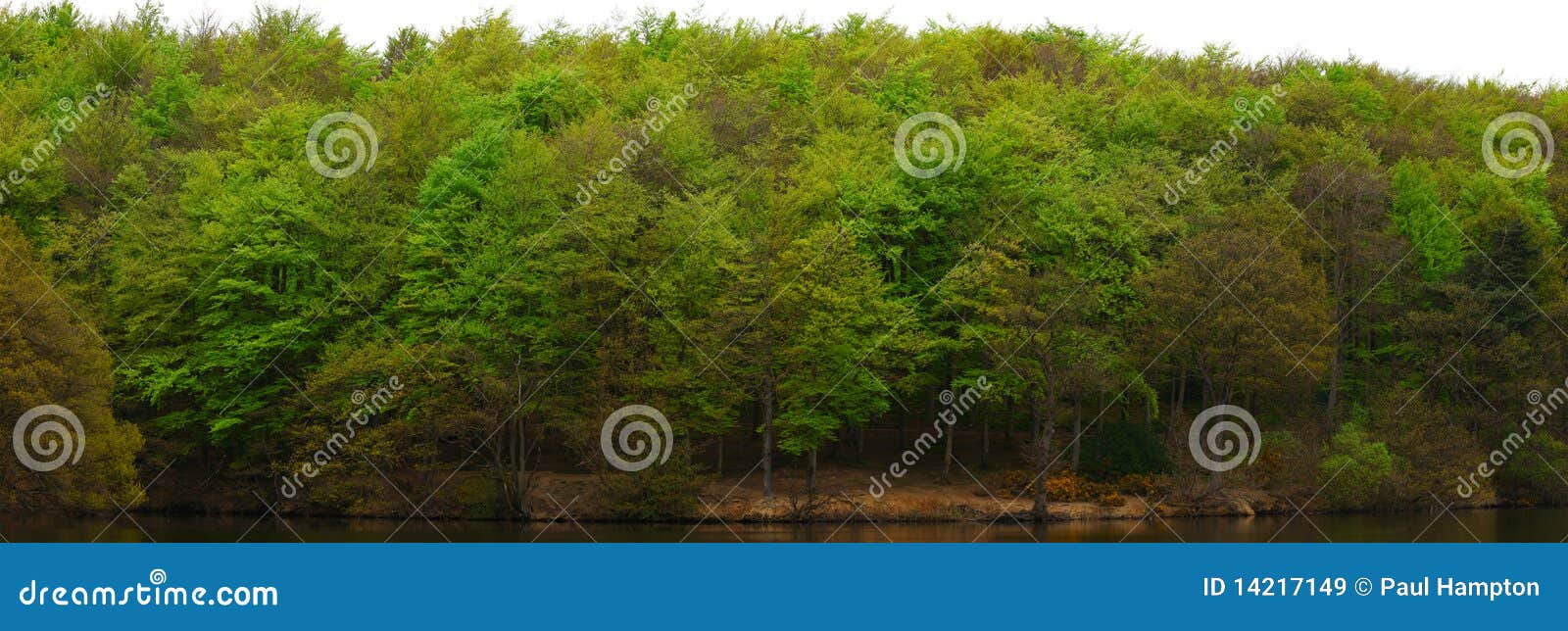 Tree Line View stock image. Image of vista, walk, scene - 14217149