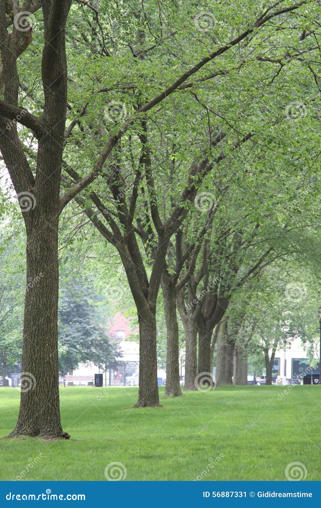 Tree Line Yale University Campus Stock Image - Image of scene ...