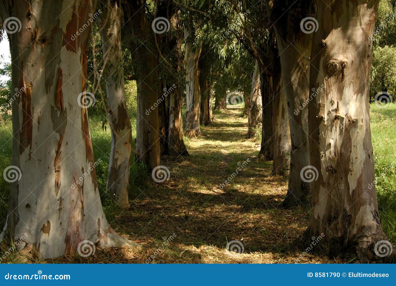 Tree lined stock photo. Image of outdoor, idyllic, outdoors - 8581790