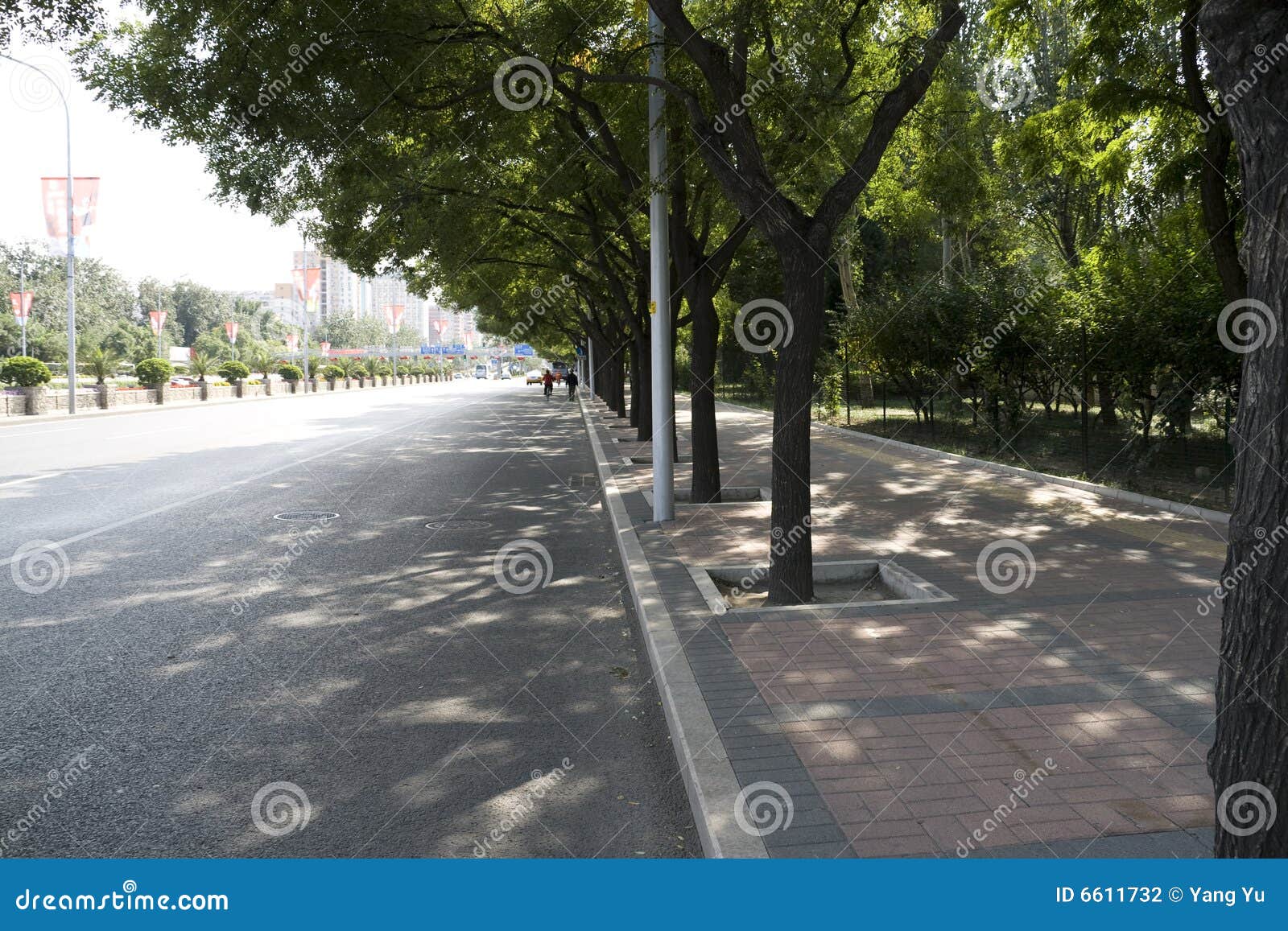 Tree lined avenue stock photo. Image of pavement, paving - 6611732