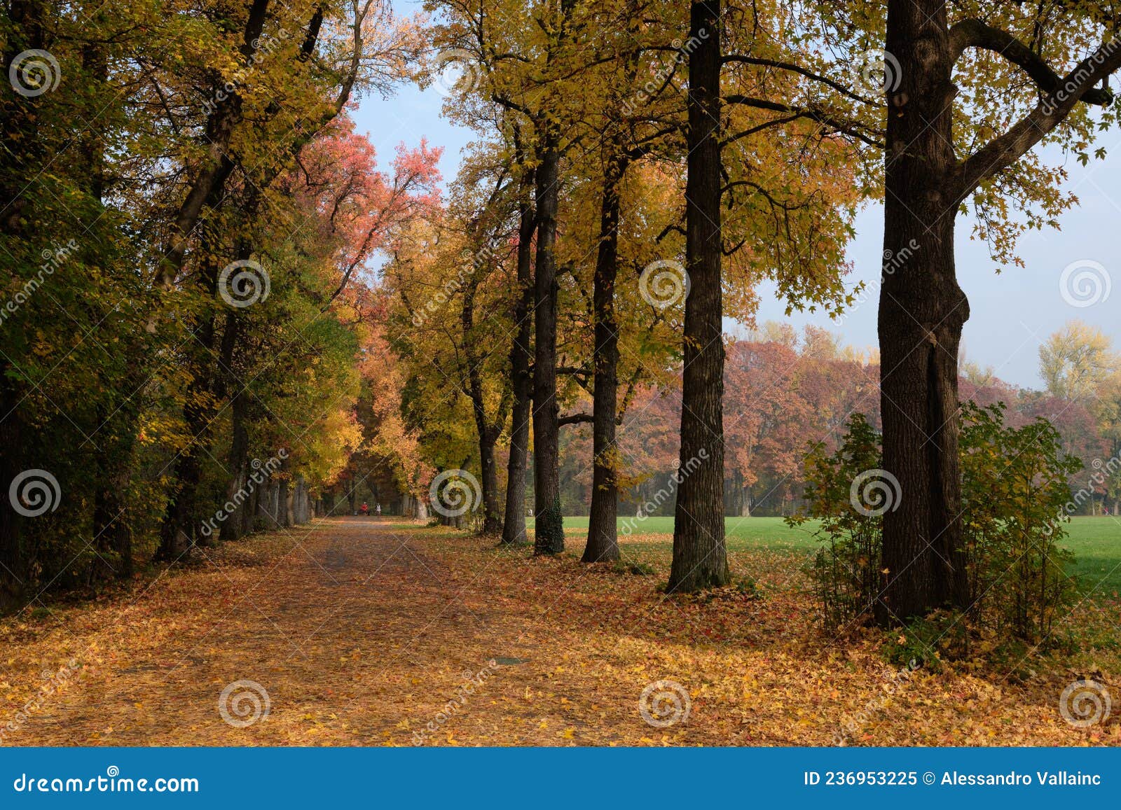 Tree Lined Avenue in the Autumn Time with Colorful Leaves Stock Image ...