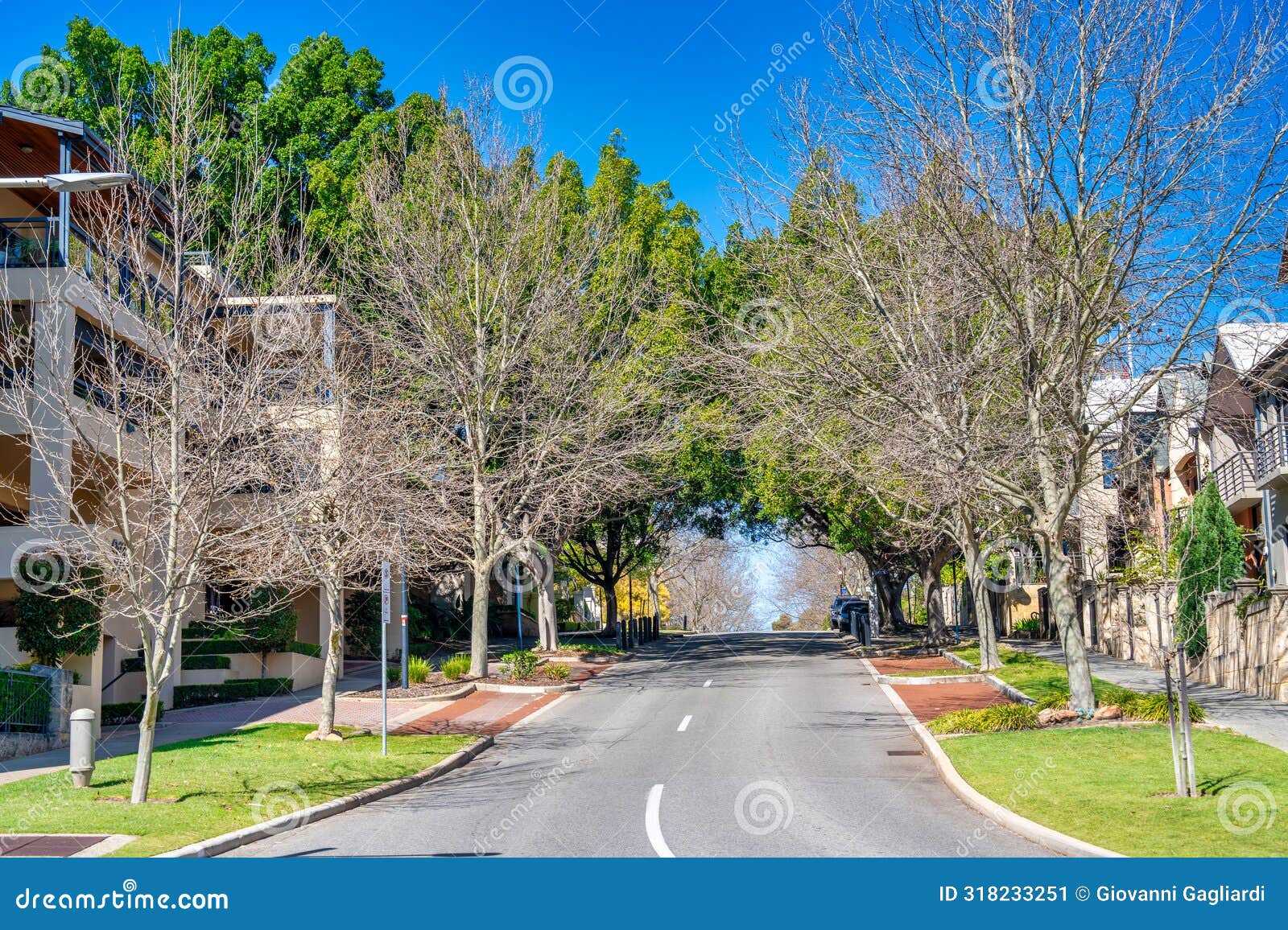 A Tree-lined Avenue in Perth Stock Image - Image of place, christianity ...