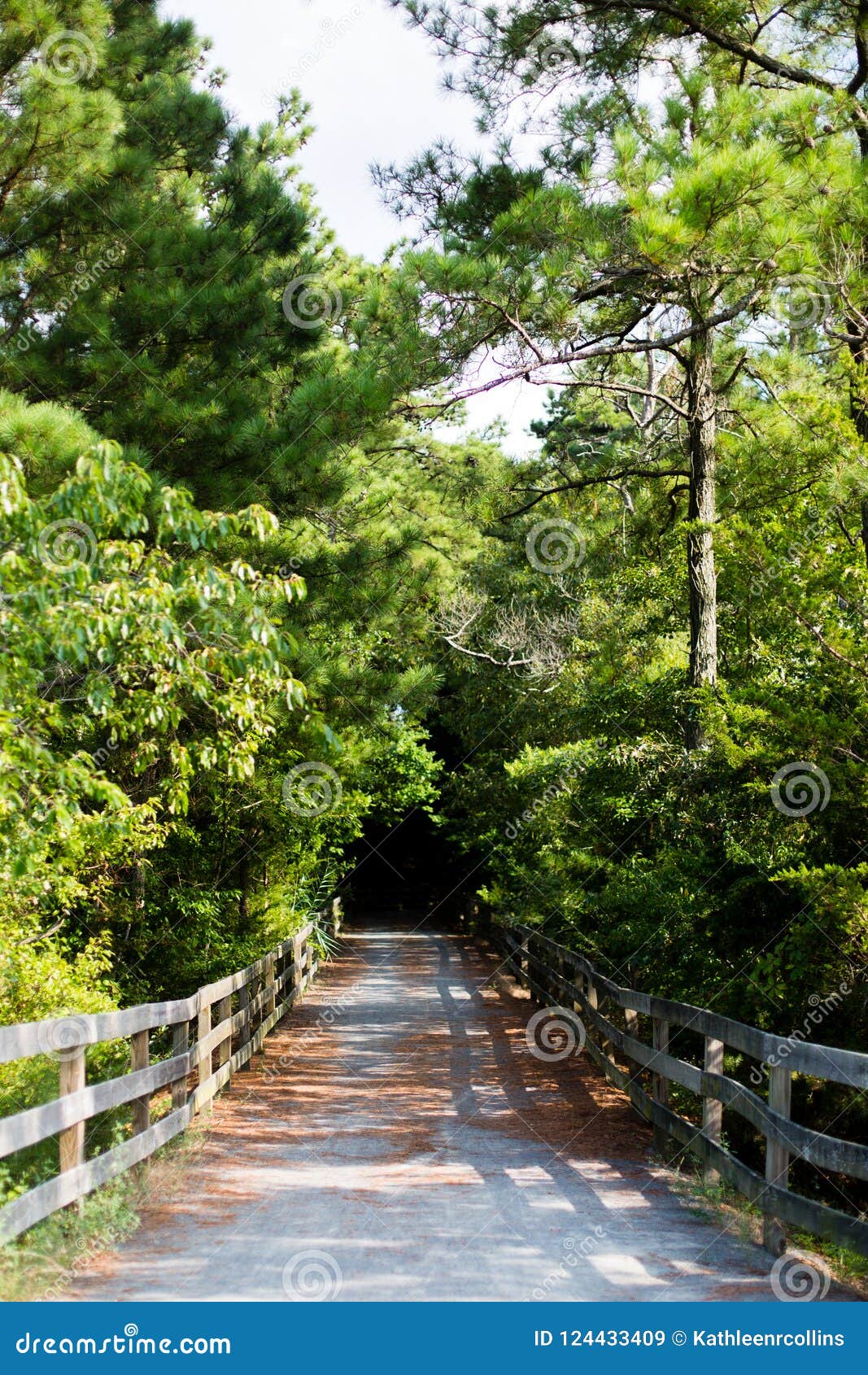 Tree lined park trail stock image. Image of cape, pedestrian - 124433409