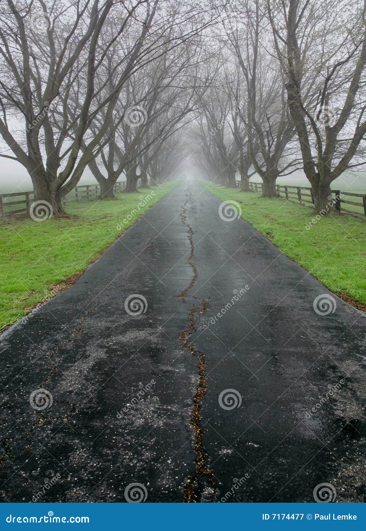 Tree Lined Country Lane stock image. Image of asphalt - 7174477