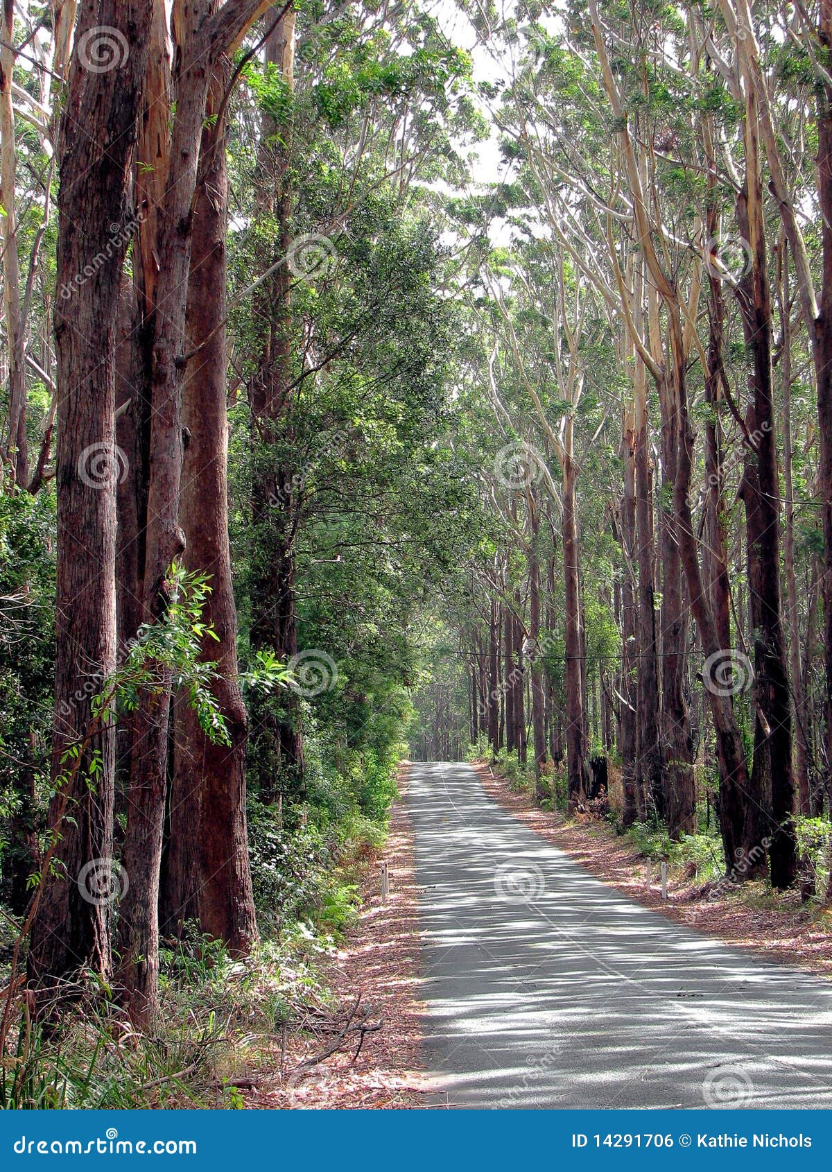 Tree lined country road stock photo. Image of colors - 14291706