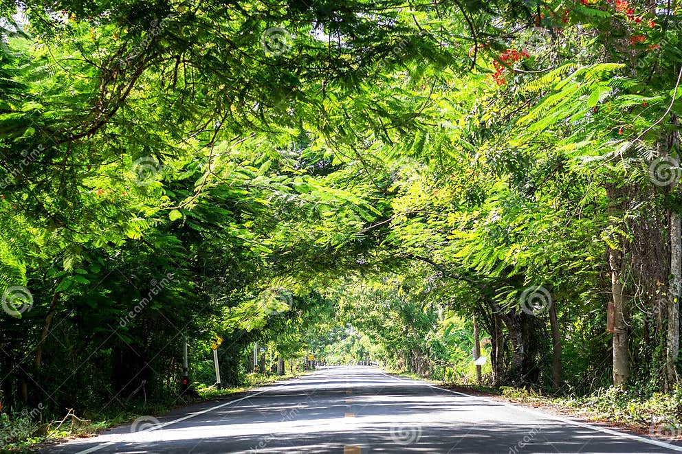 Tree lined country road stock image. Image of outdoors - 150215327