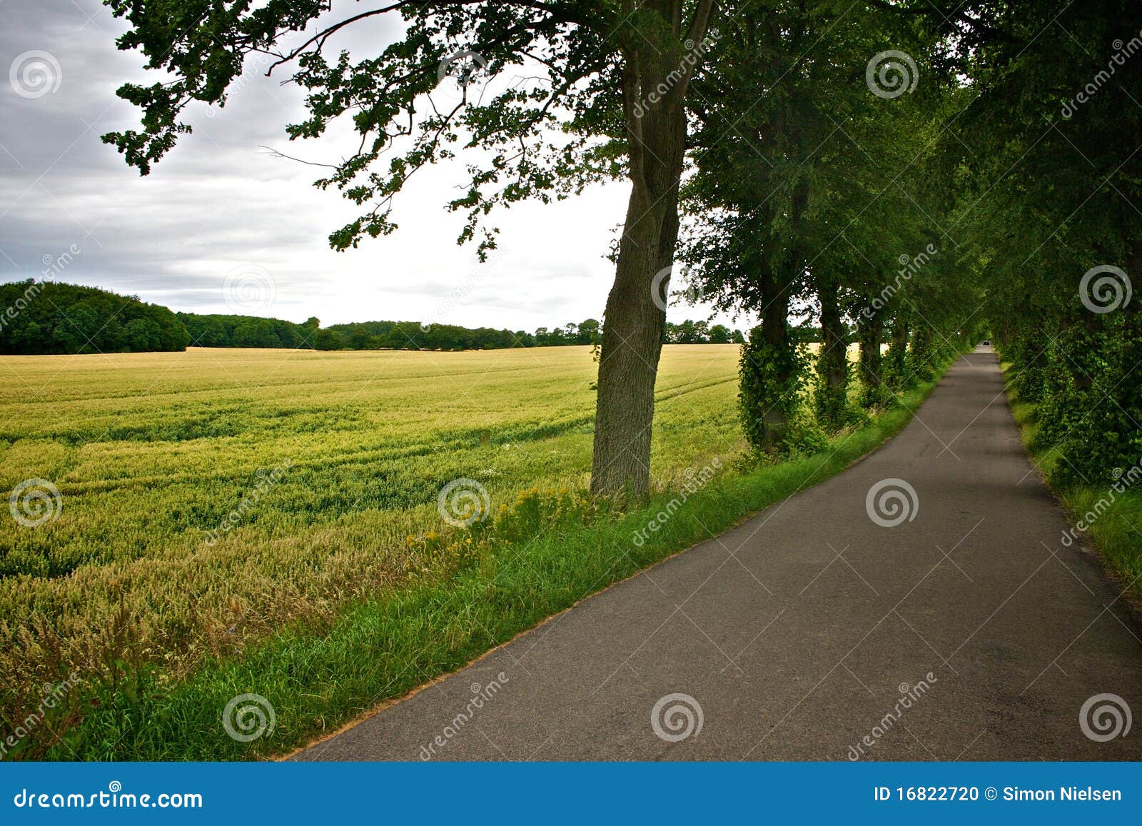 Tree-lined country road stock photo. Image of plant, landscape - 16822720