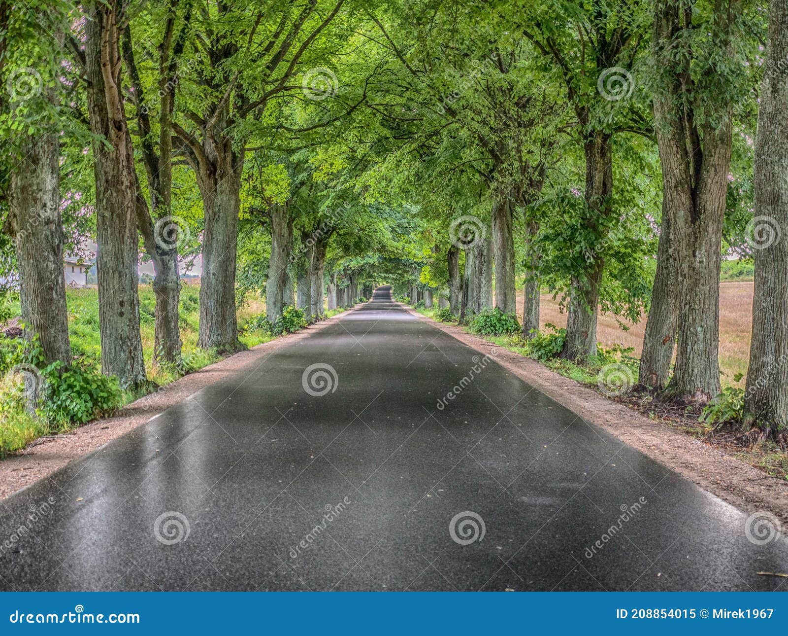 Tree lined country road stock image. Image of highway - 208854015