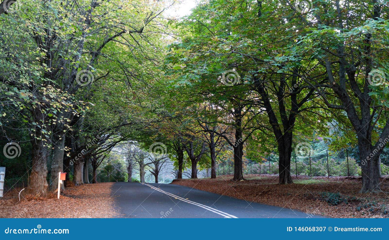 Tree Lined Country Road during Autumn Fall Stock Image - Image of road ...