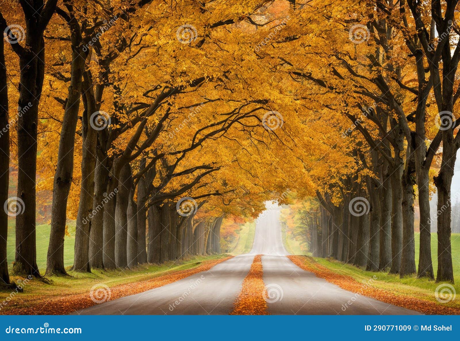 A Tree-lined Country Road in the Fall. Stock Illustration ...