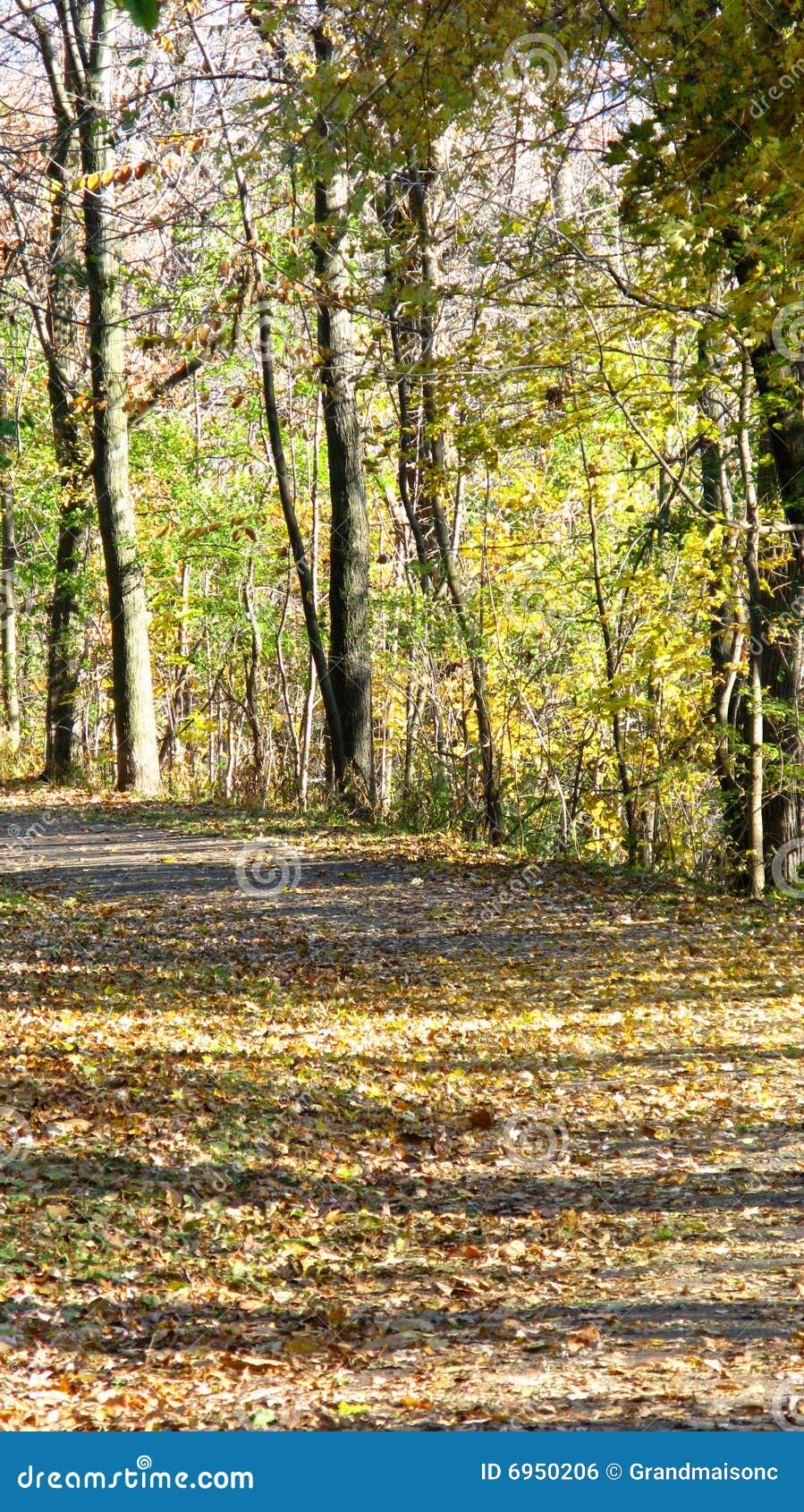 Tree Lined Countryside Lane Stock Photo - Image of lane, outdoors: 6950206