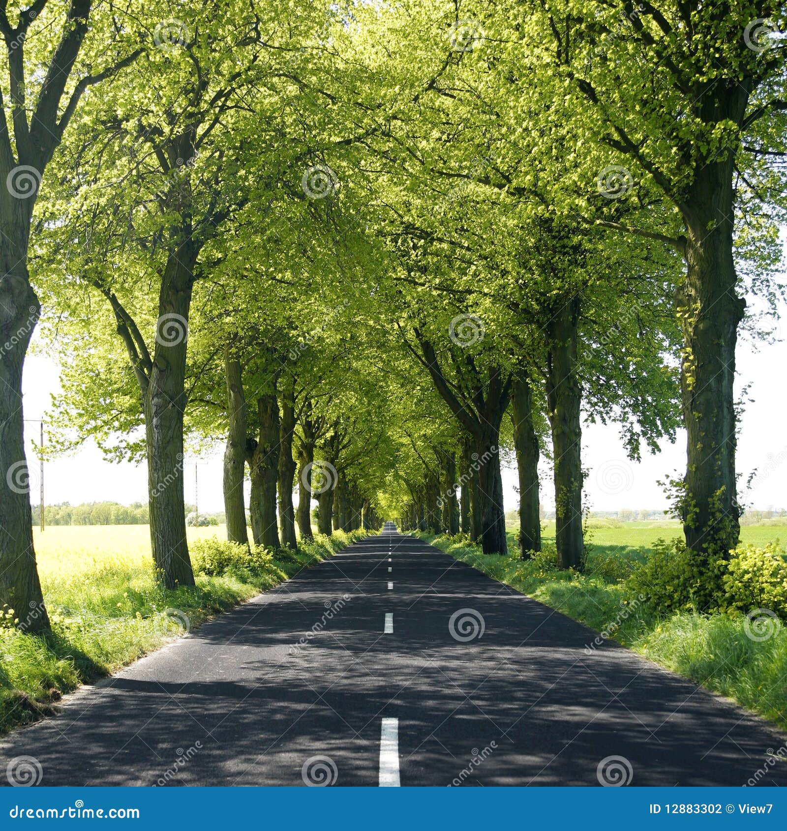 Tree Lined Countryside Road Stock Photo - Image of outside, outdoor ...