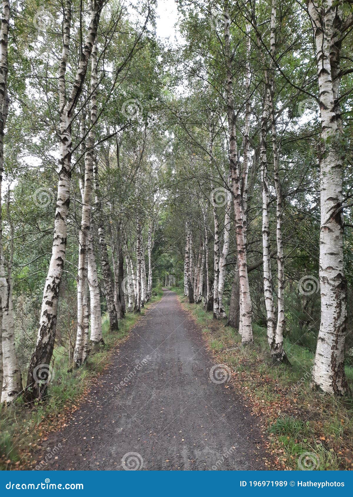 Tree Lined Cycle Path in Northumberland Stock Image - Image of fall ...