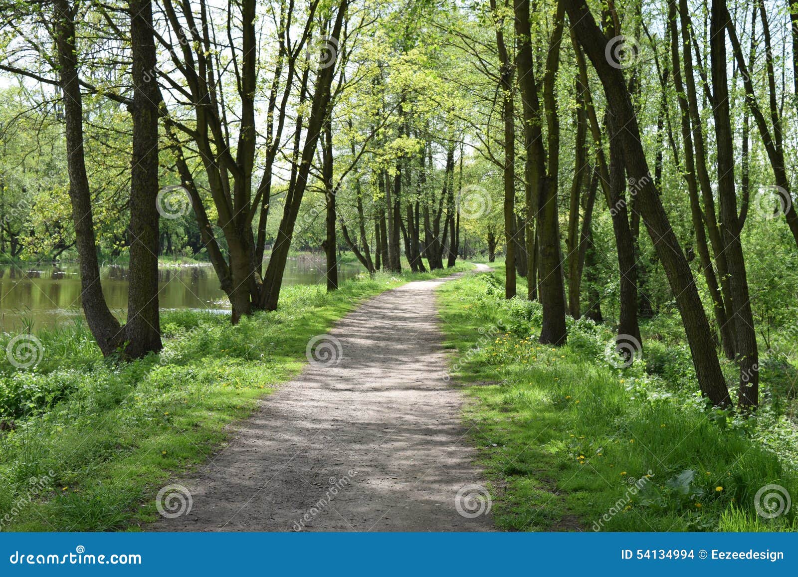 Tree Lined Dirt Path in the Park Stock Photo - Image of forest, tree ...