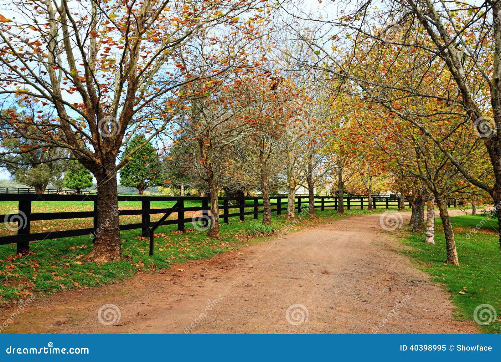 Tree Lined Dirt Road in Autumn Stock Image - Image of falling, daylight ...