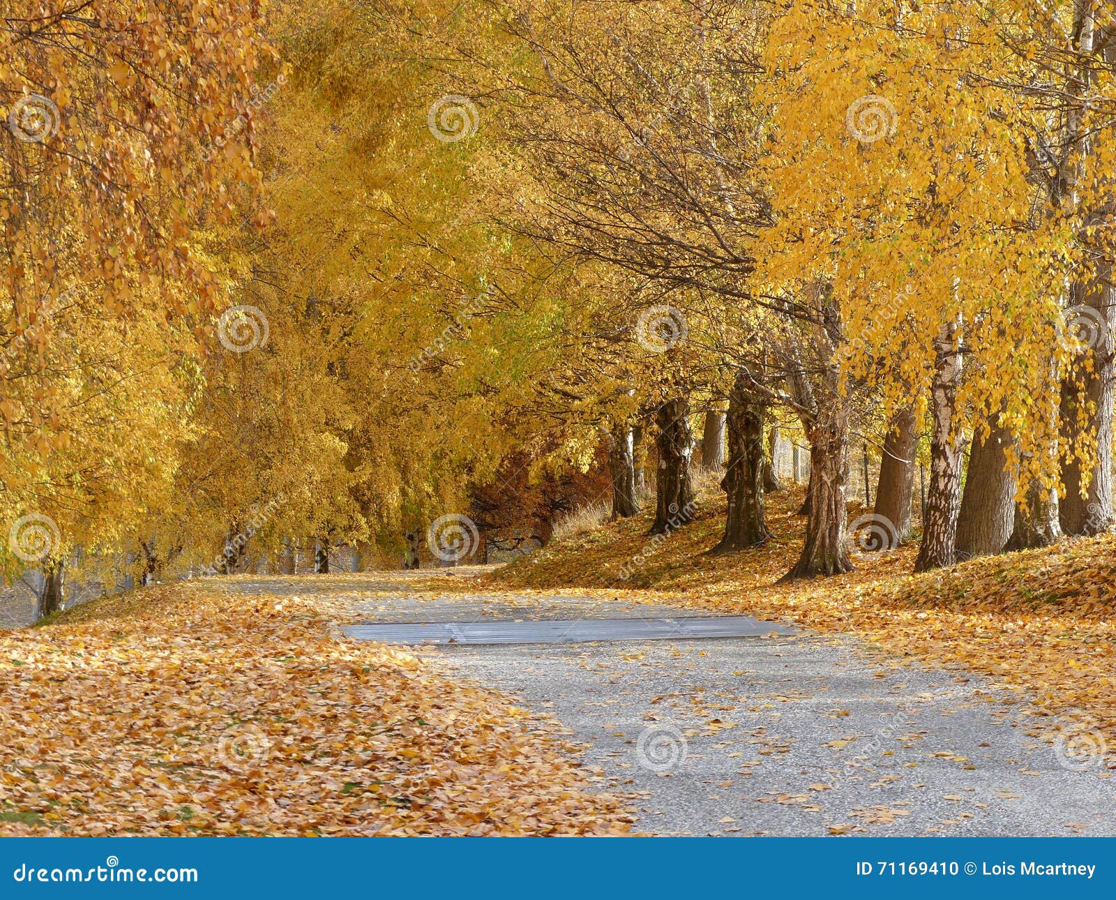 Tree Lined Driveway with Autumn Leaf Fall Stock Photo - Image of ...