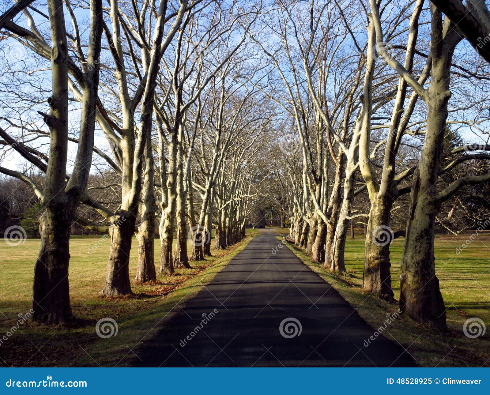 Tree Lined Driveway stock image. Image of driveway, landscape - 48528925