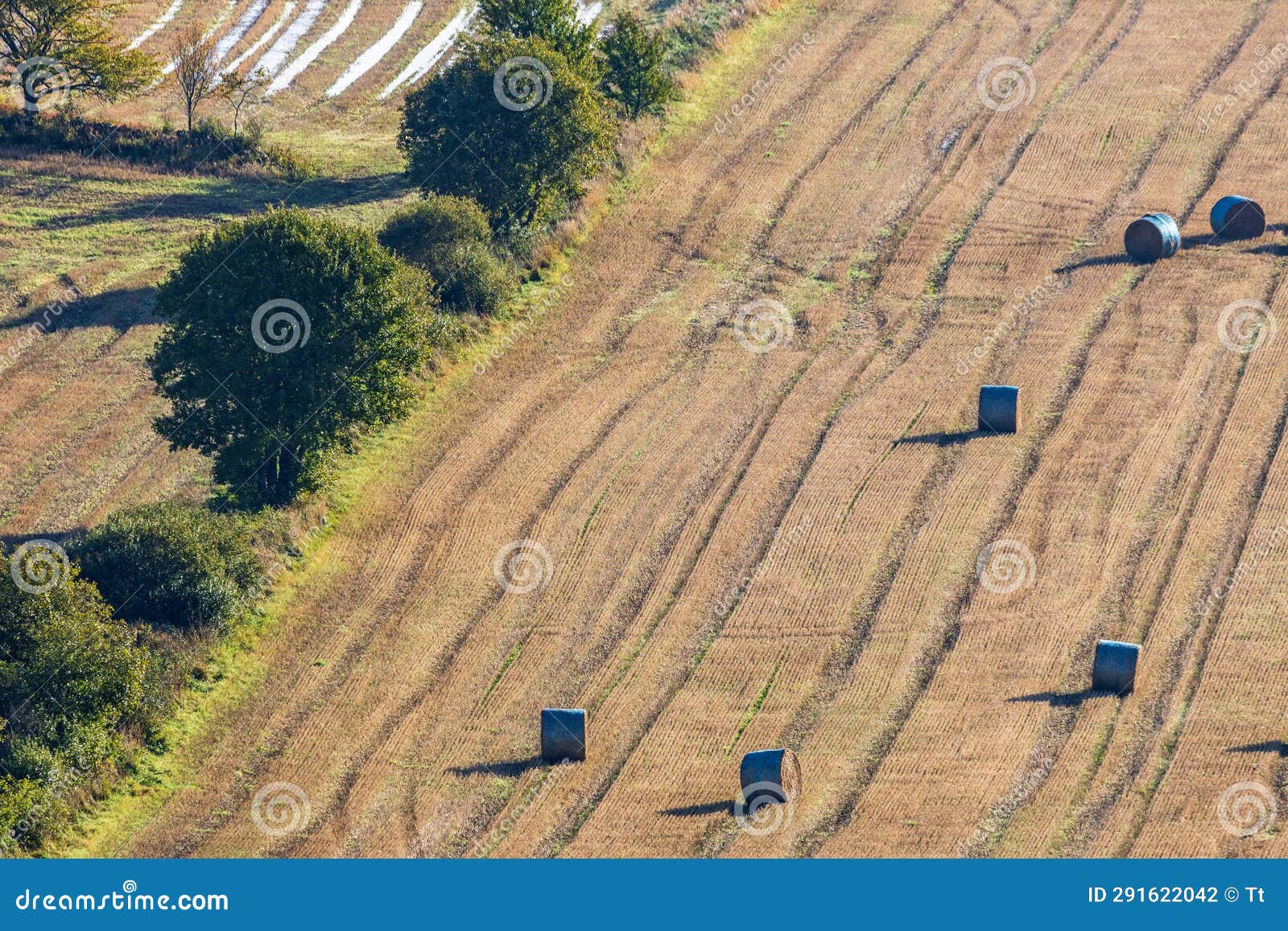 Tree Lined Field with Bales Stock Photo - Image of cultivated, plain ...