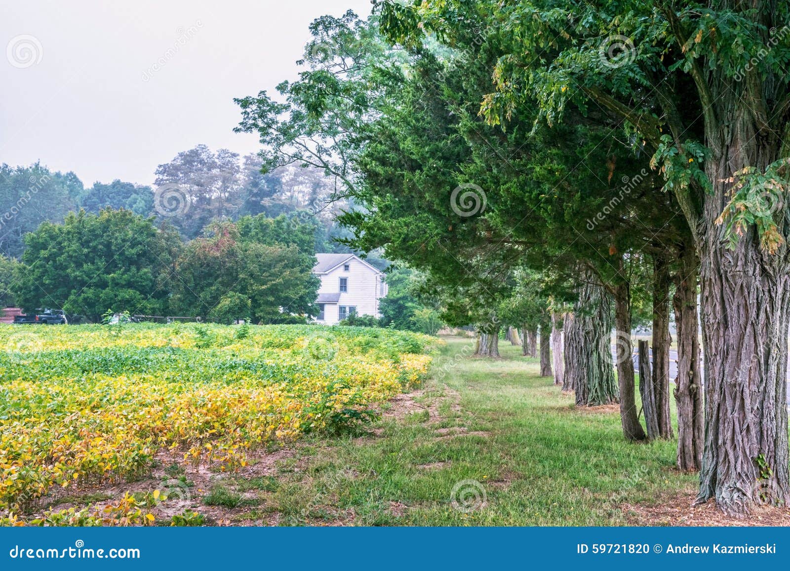 Tree Lined Field stock photo. Image of summer, jersey - 59721820