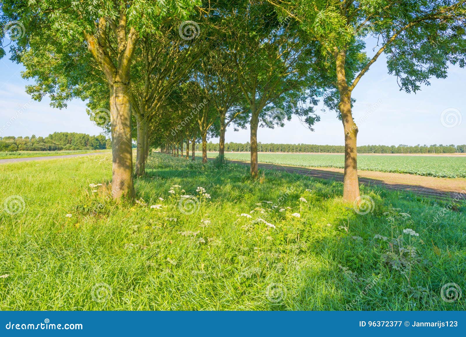 Tree Lined Field Stock Photos - Download 1,225 Royalty Free Photos