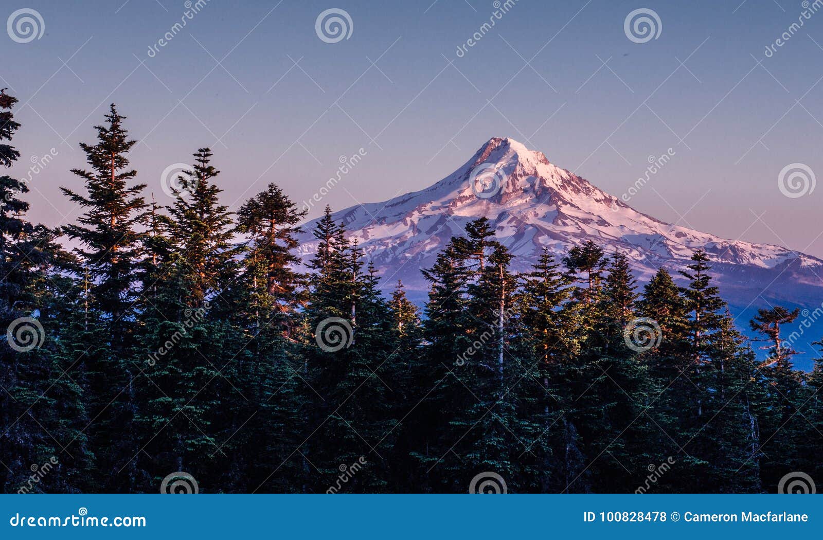 Tree Lined Forest Near Mt Hood. Stock Photo - Image of backpacking ...