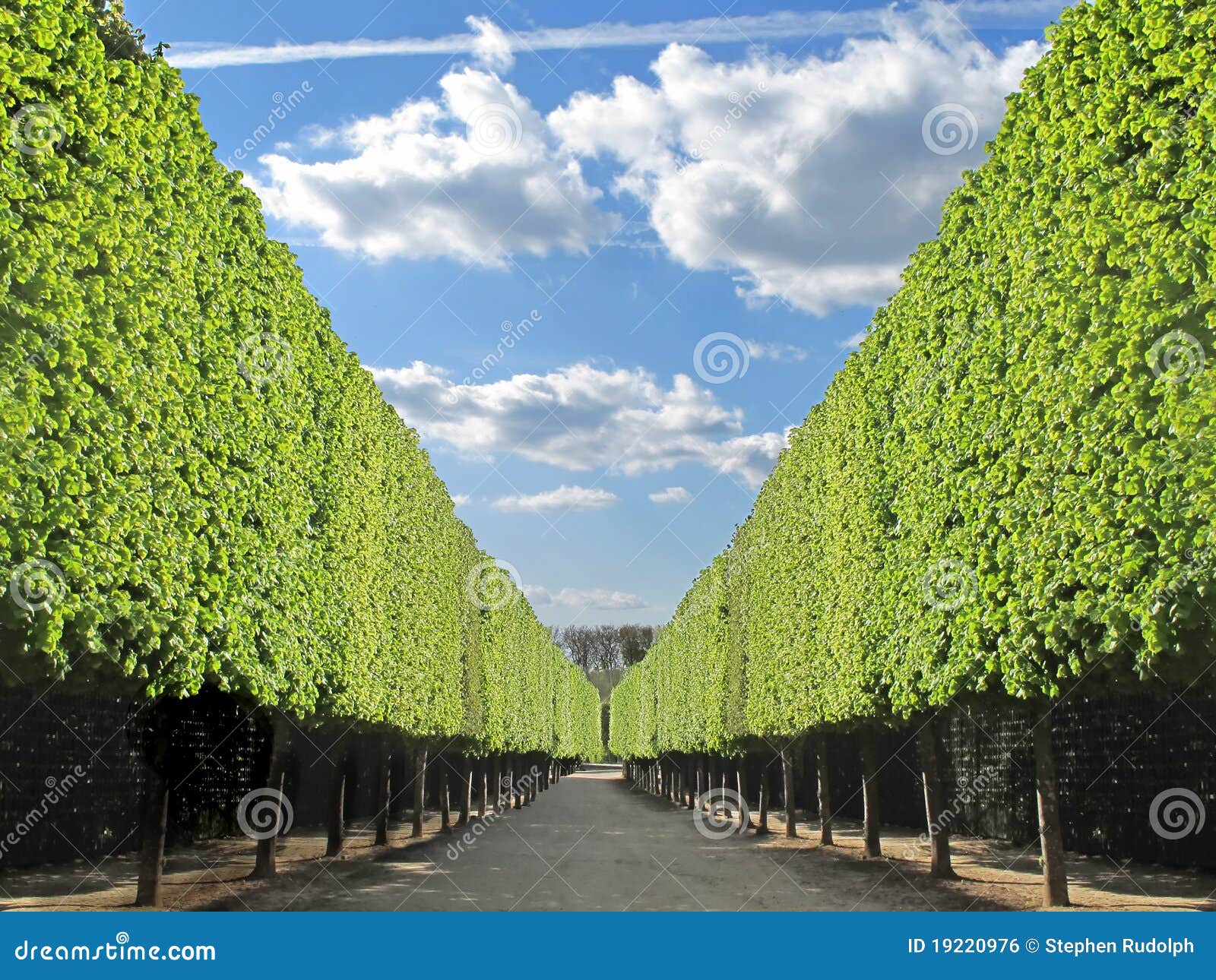 Tree-lined garden path stock photo. Image of blue, clouds - 19220976