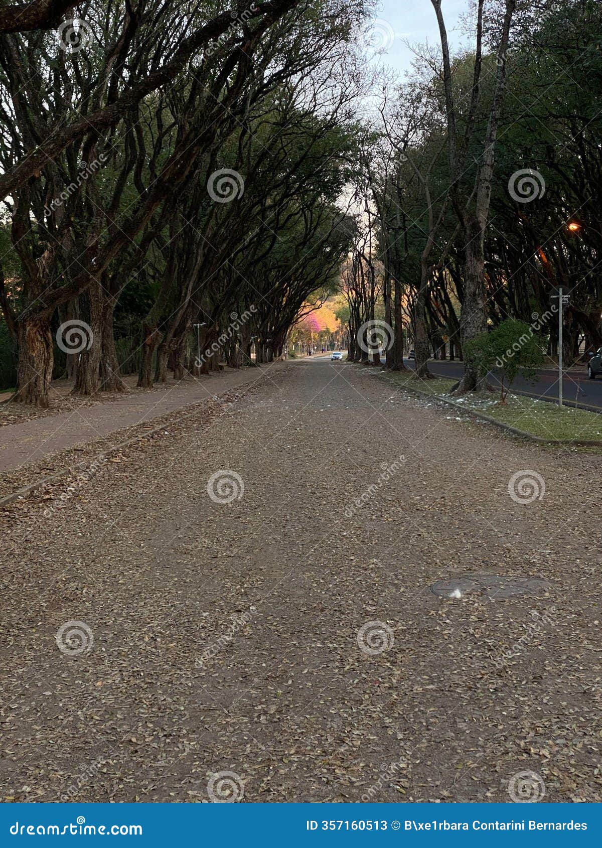 Tree-lined Gravel Street in a Blue Sky Morning with Colored Trees at ...